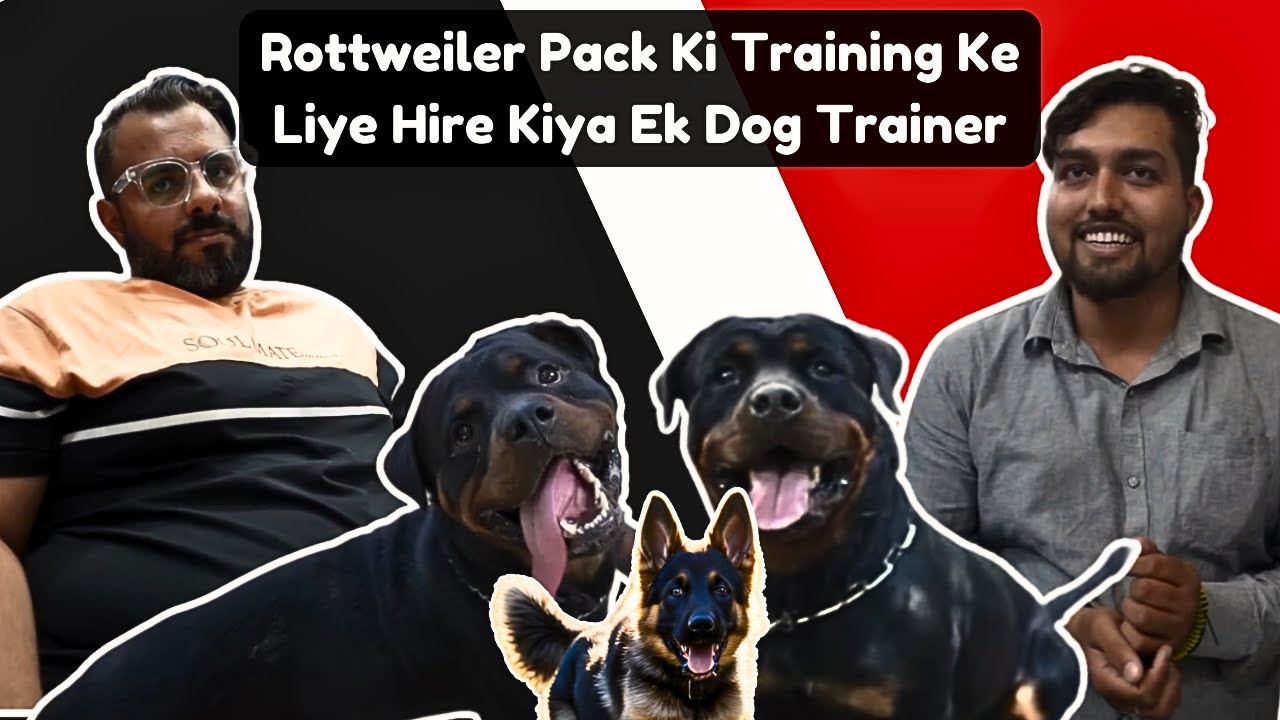 Rottweiler Pack Training Begins! Professional Dog Trainer Hired to ...