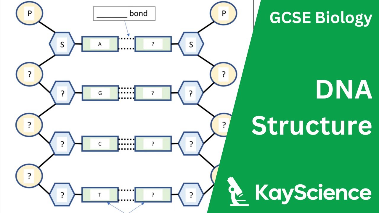 Dna Structure Diagram Worksheet