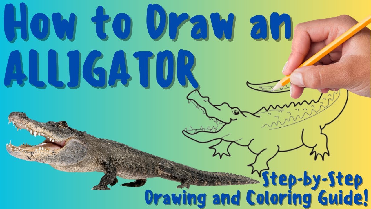 How To Draw An Alligator - Fun & Easy Step-by-Step Drawing and Coloring ...