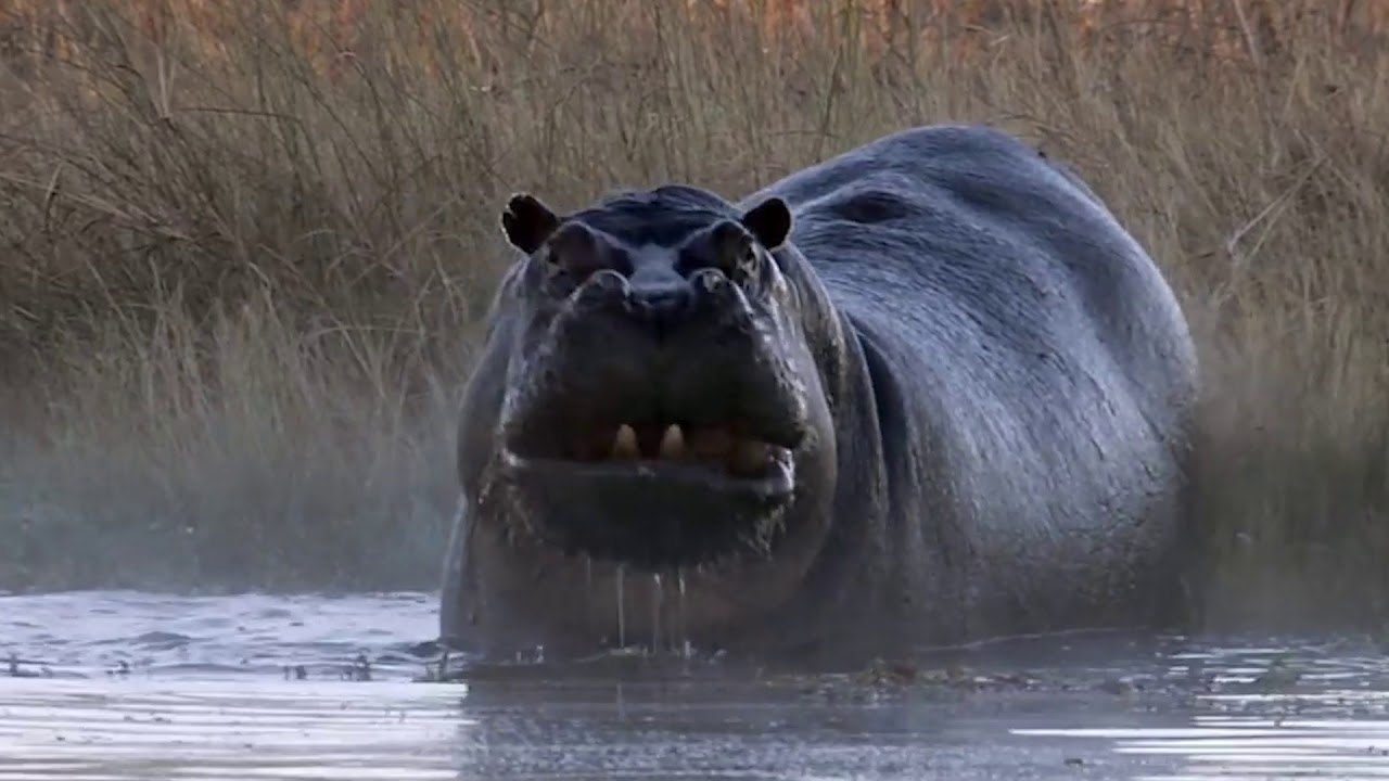 Hungry Hippos Trailer - YouTube