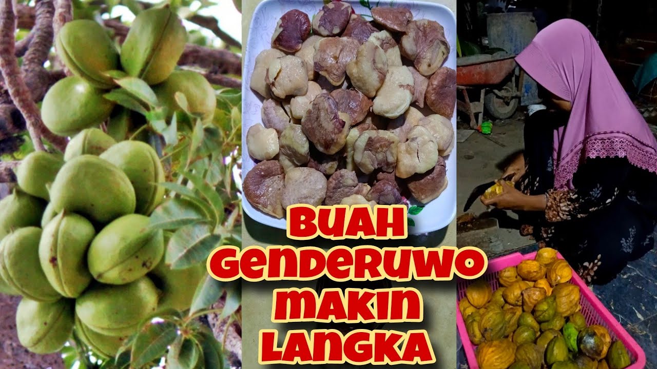 MUSIM GAYAM SUDAH TIBA, HARGA GAYAM MELAMBUNG TINGGI#Makananlangka # ...
