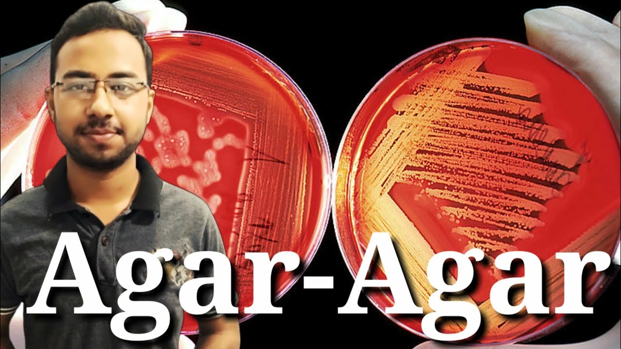 Agar media for bacterial culture | agar microbiology | agar agar powder ...