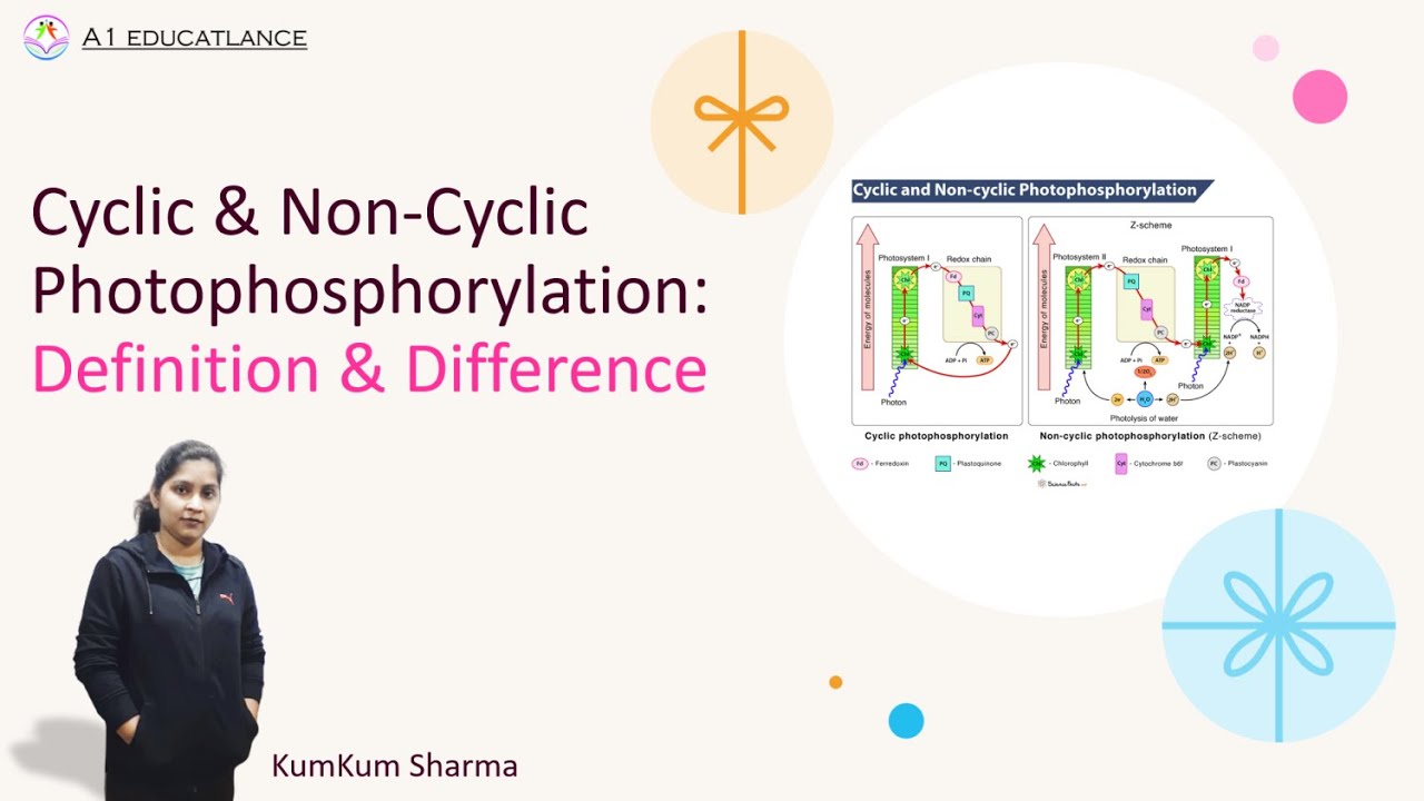 Photophosphorylation( cyclic nd non cyclic) class.11 I a1_educatlance ...