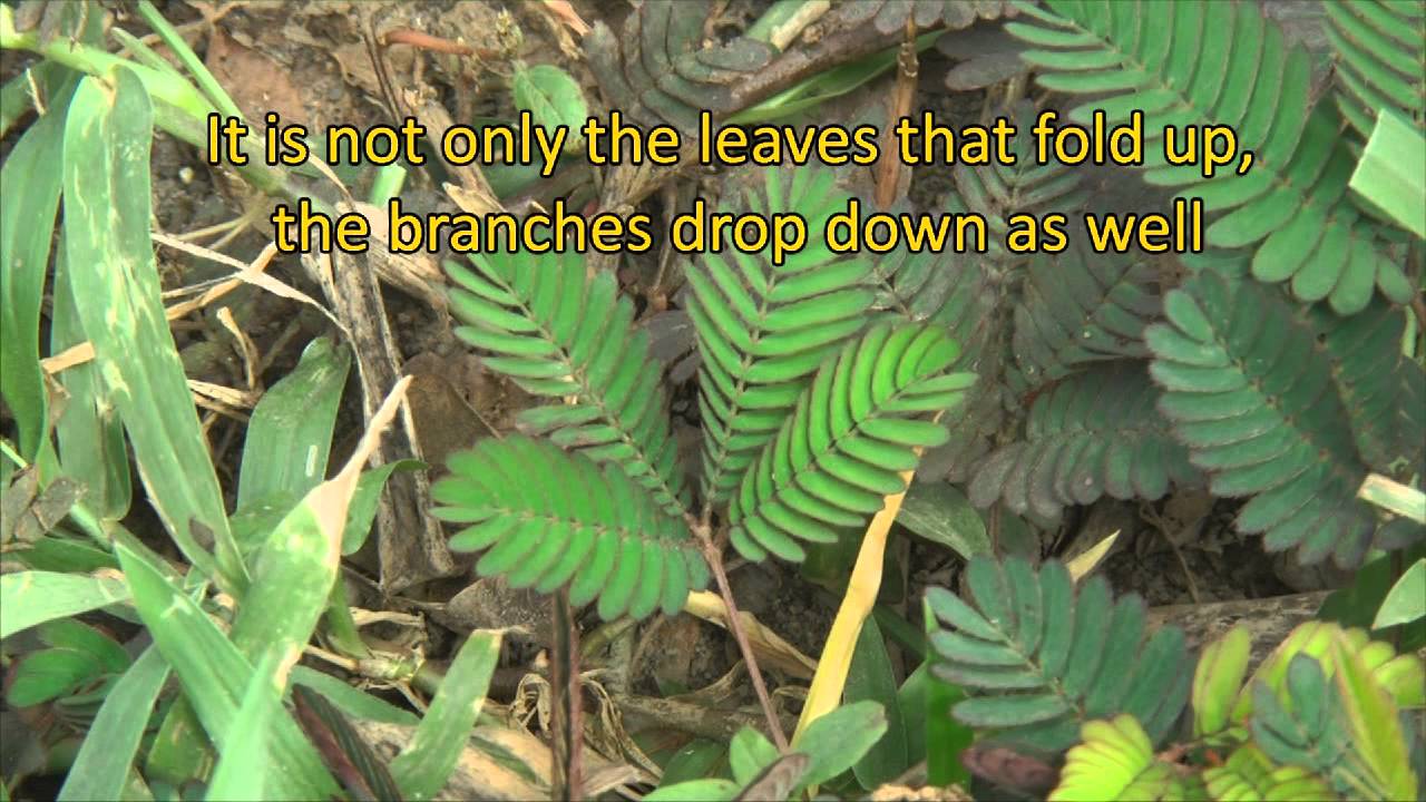 The Amazing Sensitive Plant (Mimosa pudica) - YouTube