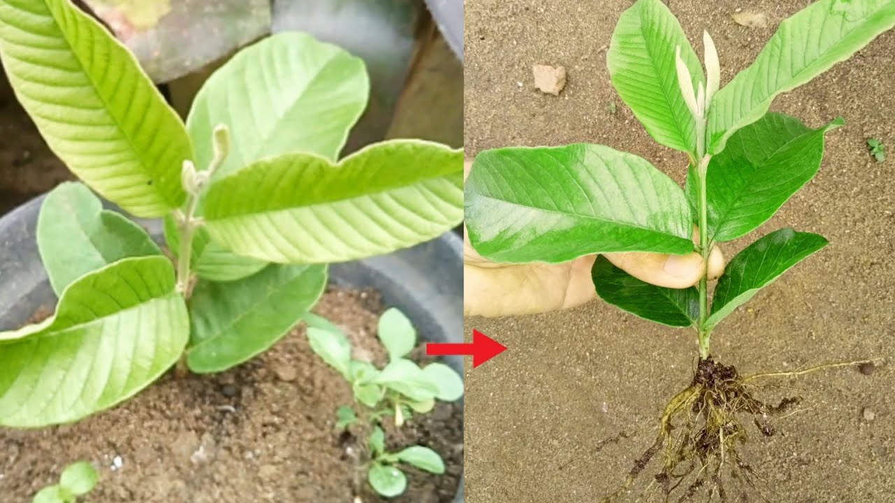 How to accelerate root growth on guava stems - YouTube