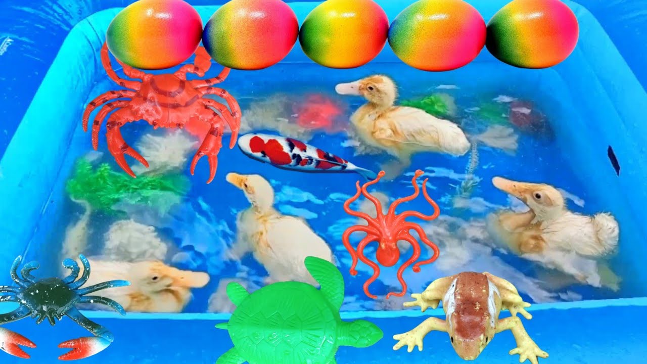 Troops of Ducks Bathing With Koi Fish, Frogs, Turtles, Crab, Lobster ...