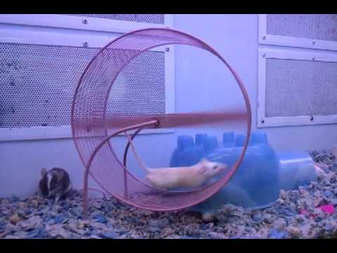 MOUSE WHEELIE #1.3gp - YouTube