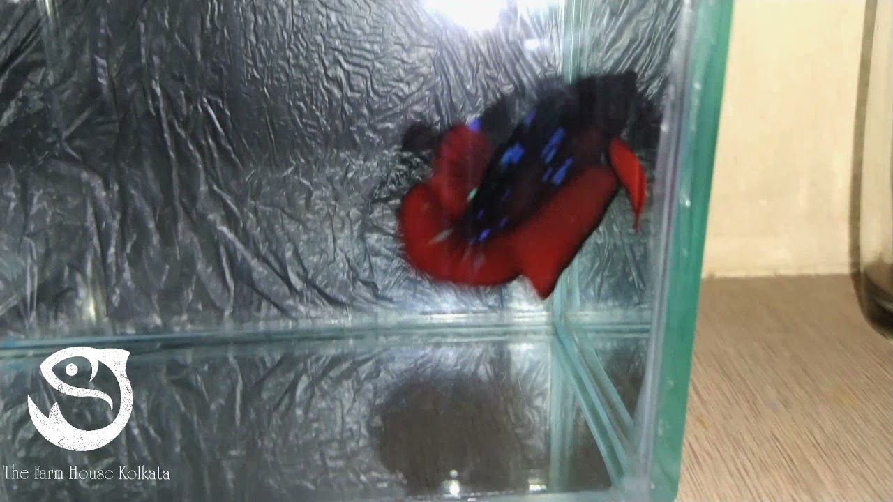 RED DEVIL AVATAR - YouTube