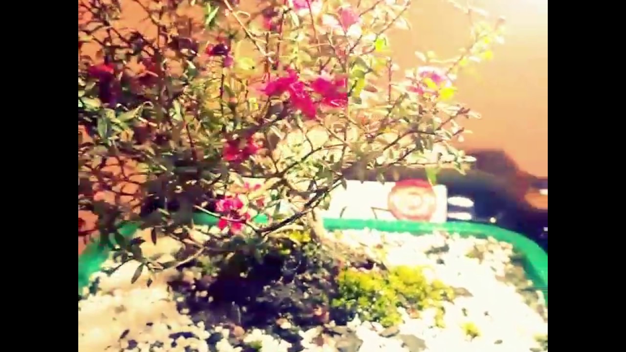 Bonsai 5 anos Érica japonesa - YouTube