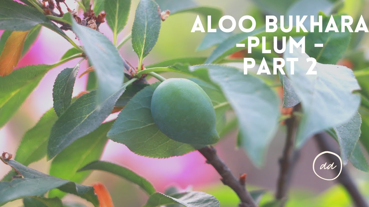 How to grow aloo bukhara? Plum tree with fruits, Part 2 - YouTube