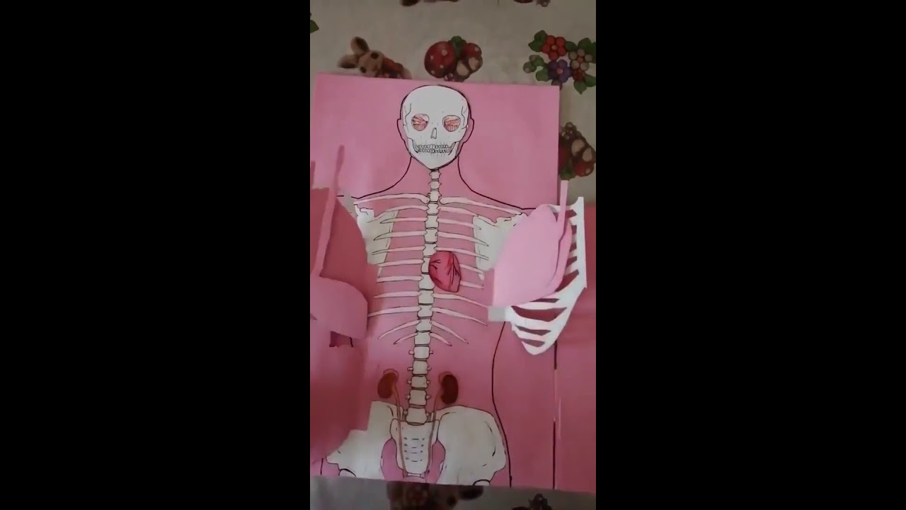 AMAZING HUMAN BODY PRESENTATION AND A SCIENCE PROJECT - YouTube