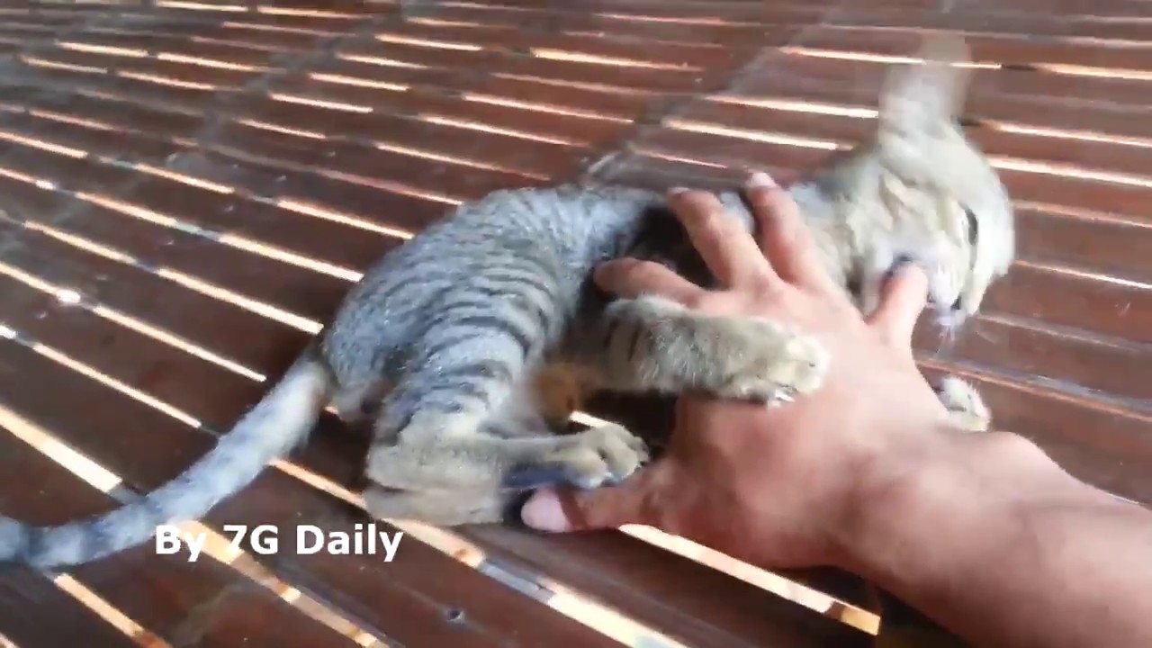 Angry Cat Attack Human - YouTube