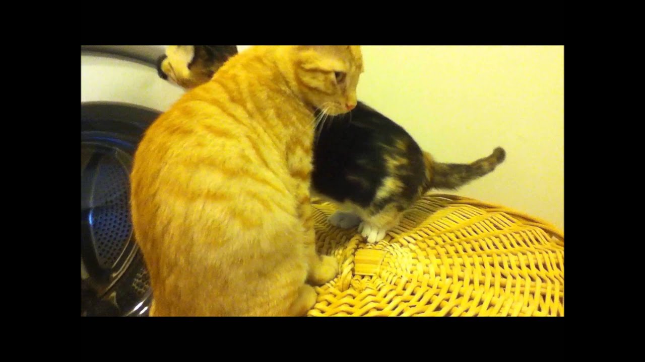 Kittens playing in laundry room - YouTube