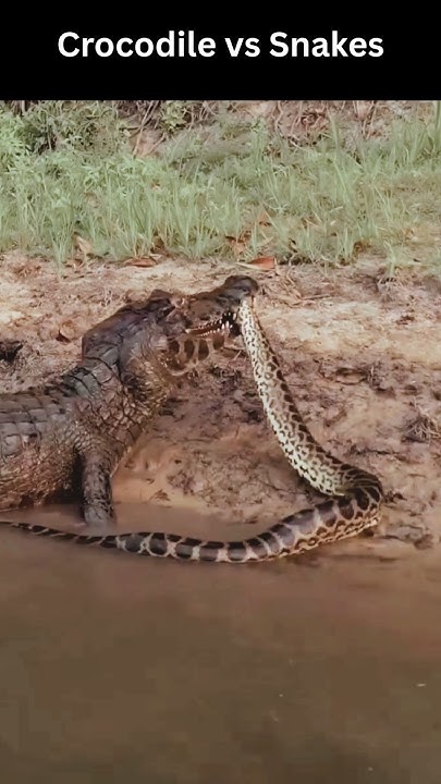 Crocodile vs Snake #shorts #ytshorts #shortvideo #youtubeshorts - YouTube