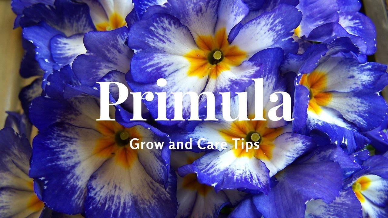Primula: Grow and Care Tips - YouTube
