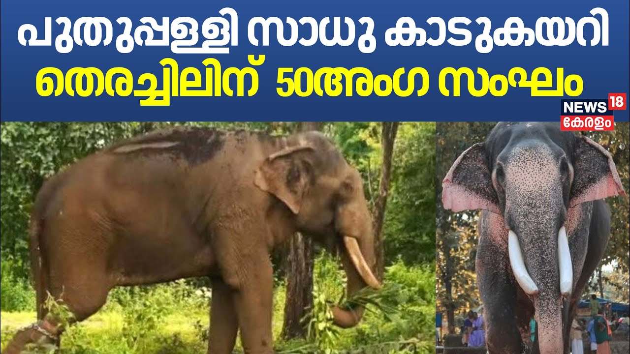 'നാട്ടാന കാടുകയറി 'ആനകൾ തമ്മിലുള്ള ഏറ്റുമുട്ടലിനെ തുടർന്നാണ് ...