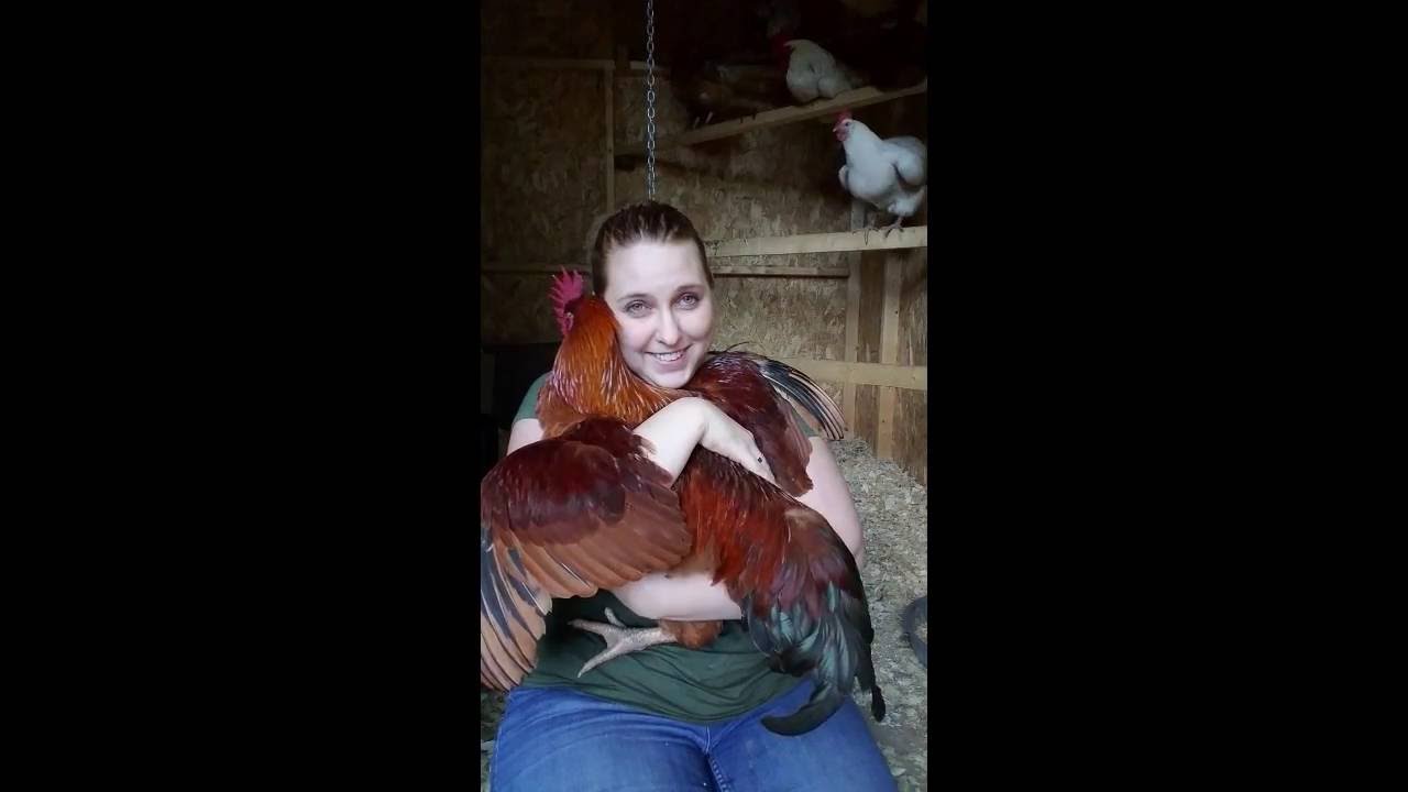 Big Rooster Hugs - YouTube