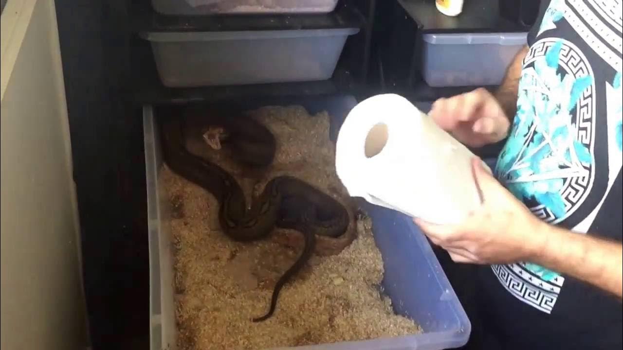Handling a really pissed off snake. How to: Reticulated Python - YouTube