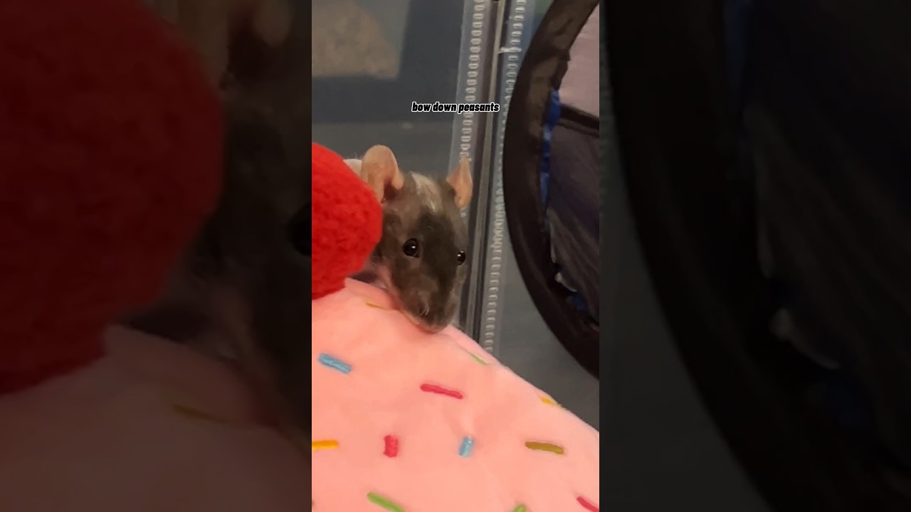 Pet Rats Get Some Sweet Treats! (Ratty Box - November) - YouTube