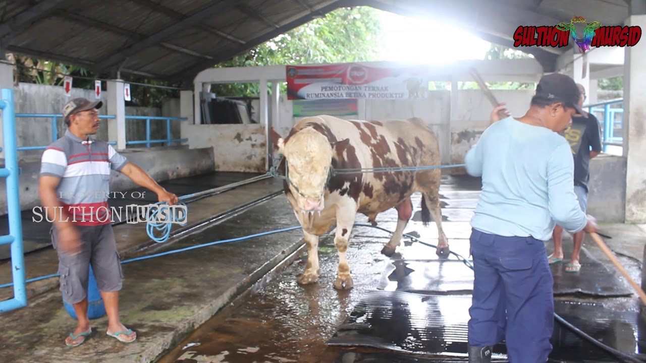 Proses Penimbangan Sapi Di RPH Blitar Jawa Timur - YouTube
