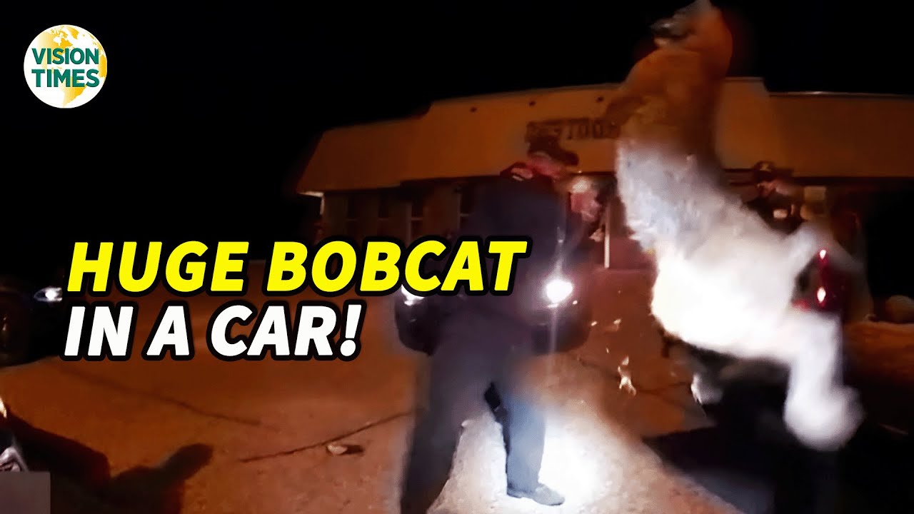 Huge bobcat pulled from inside a car in Wisconsin #usa - YouTube