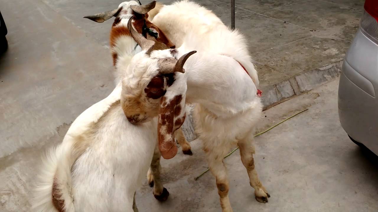 Boo Bakra😂 - YouTube