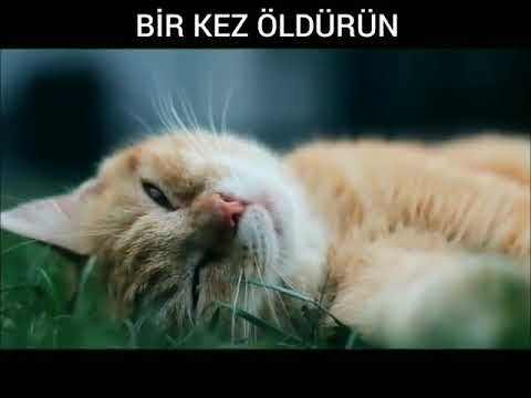 Kediler anlamlı video