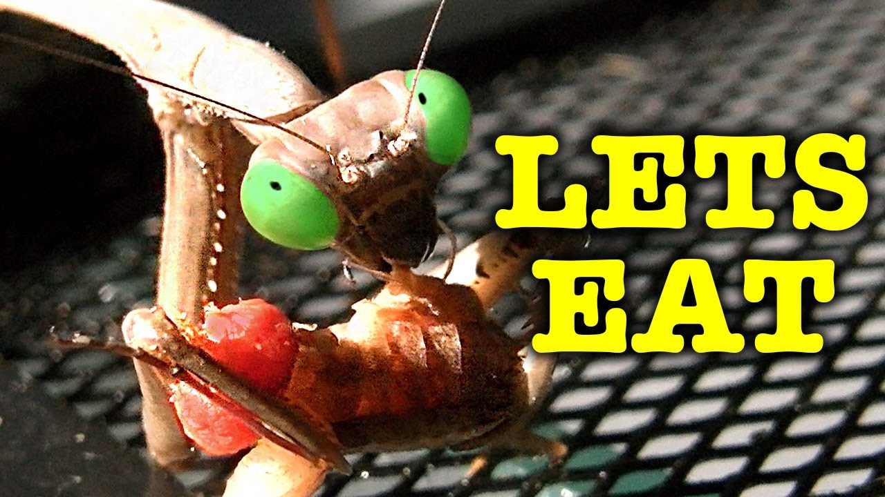 Praying Mantis Eating Ultimate Garden Predator - YouTube