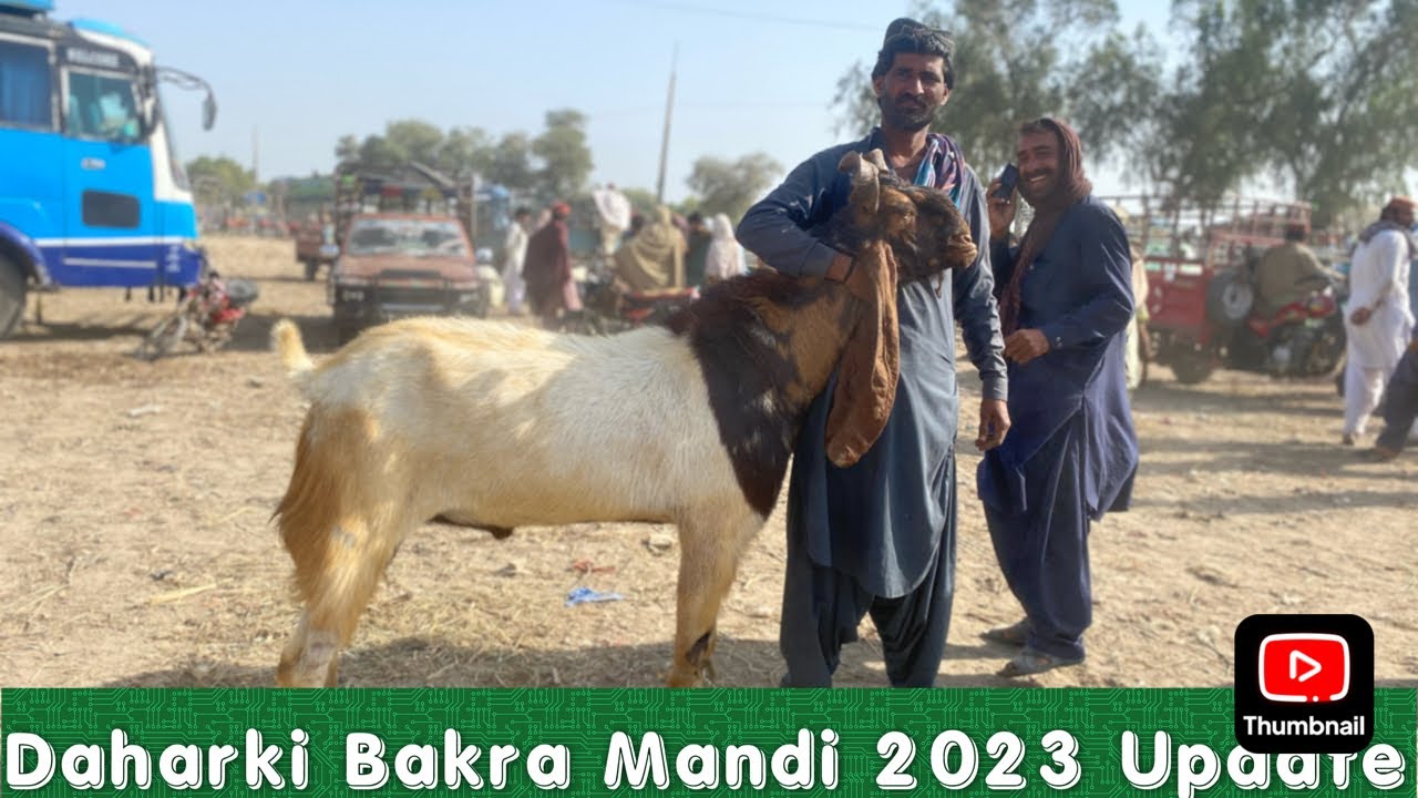 Bakra Mandi daharki Sindh| 30 March 2023 | Latest Rates for Qurbani ...