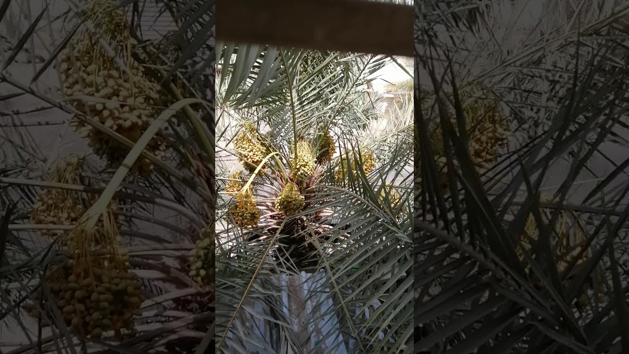 Tamar fruits in Saudi Arabia. - YouTube