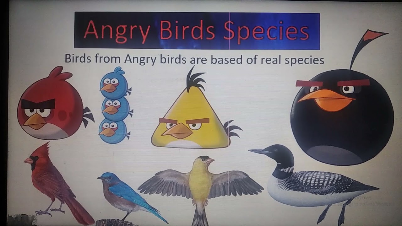 Angry Birds Iceberg - YouTube