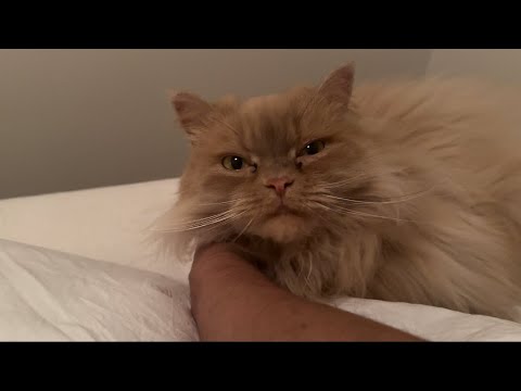 Cute cat Joe: morning cuddles and the sweetest little kisses! - YouTube