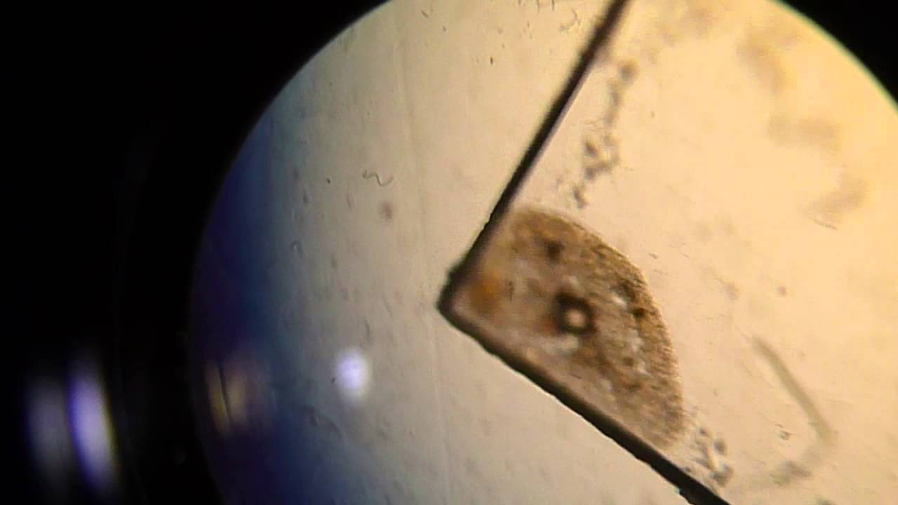 El Urbanorum spp - YouTube