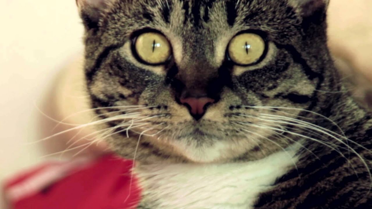 Dramatic Cat - YouTube