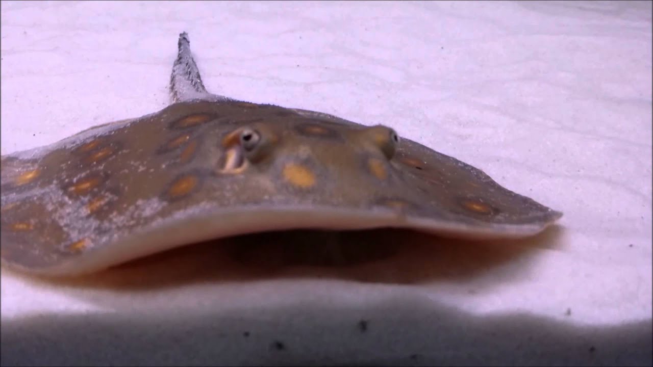 New Motoro Stingray Pup - YouTube