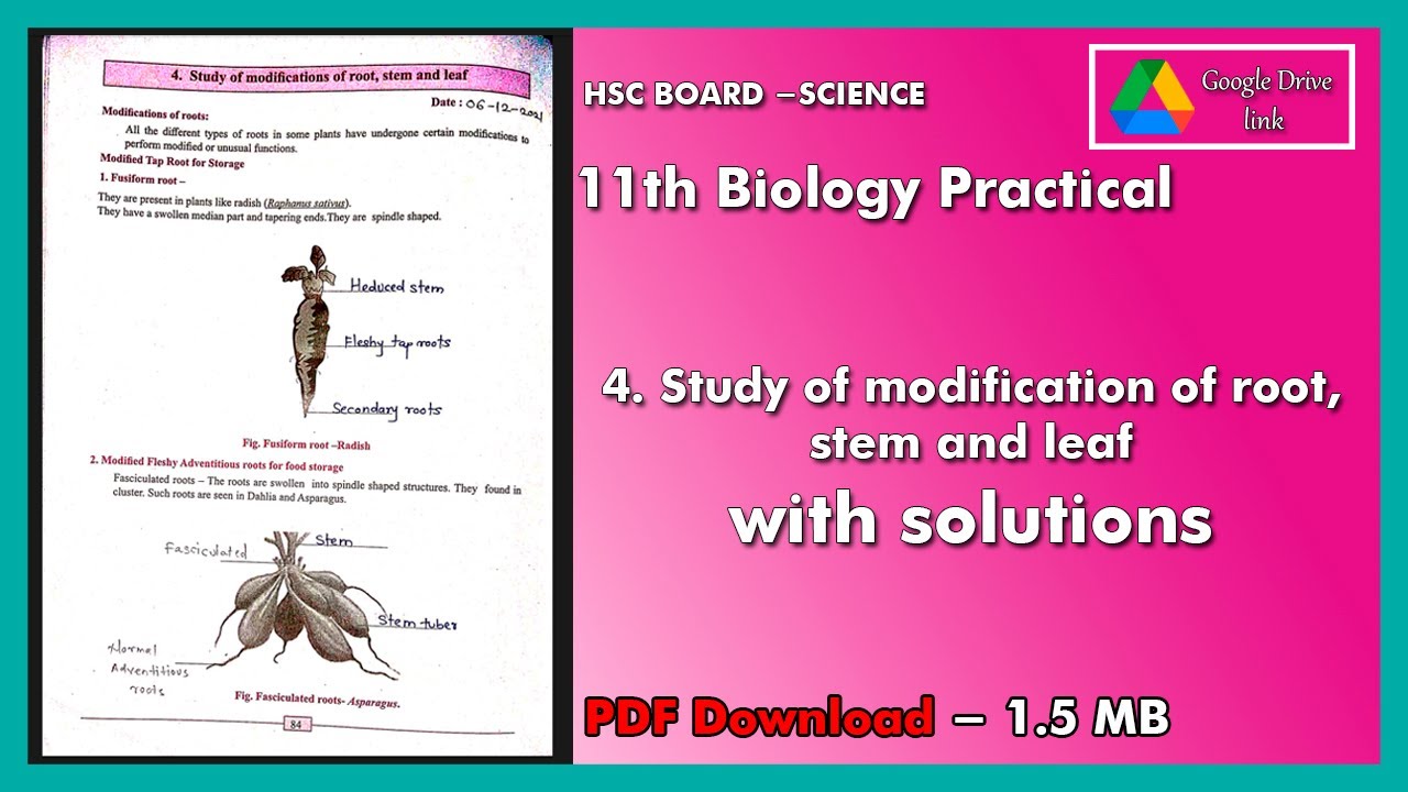 11th Biology Practical No.4 (B) Answers [Science] - YouTube