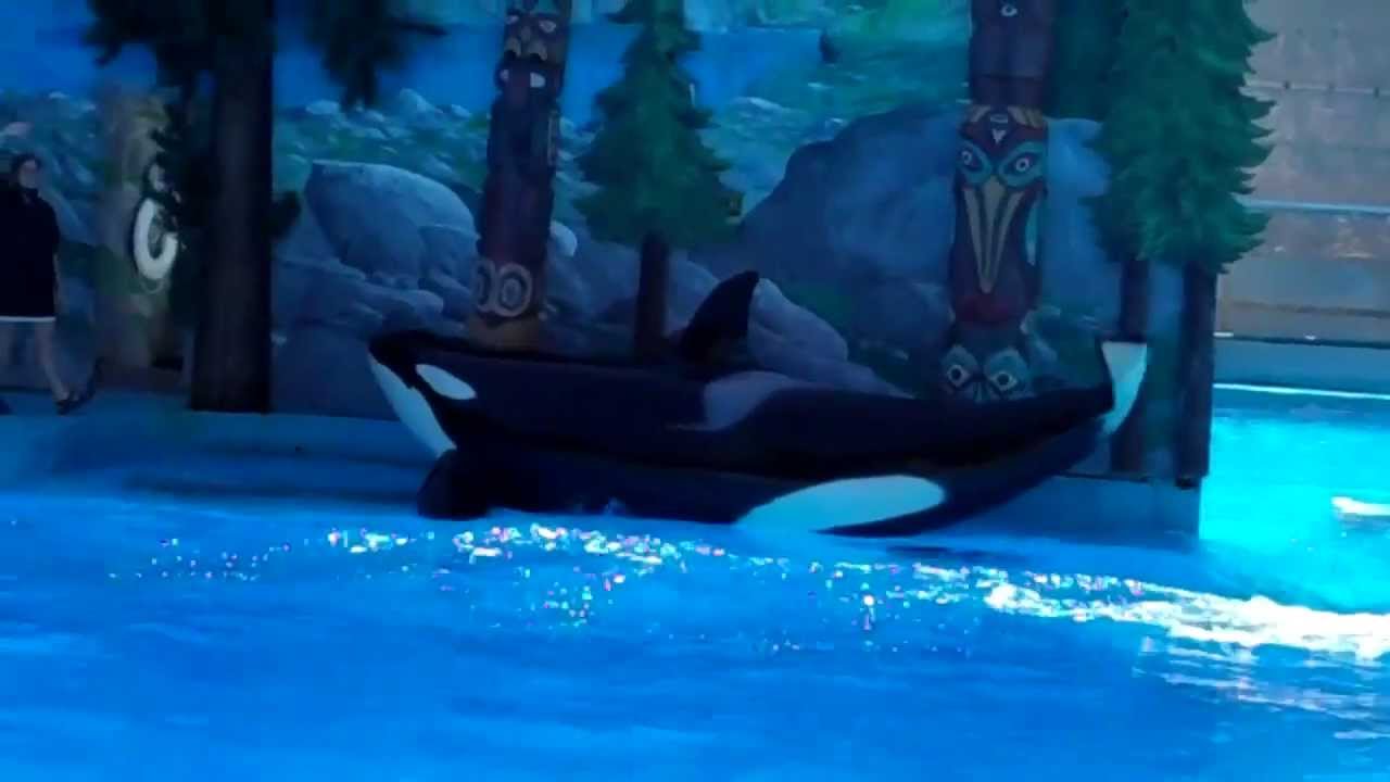 Celebrate Shouka: Part 1 (4/3/11) - YouTube