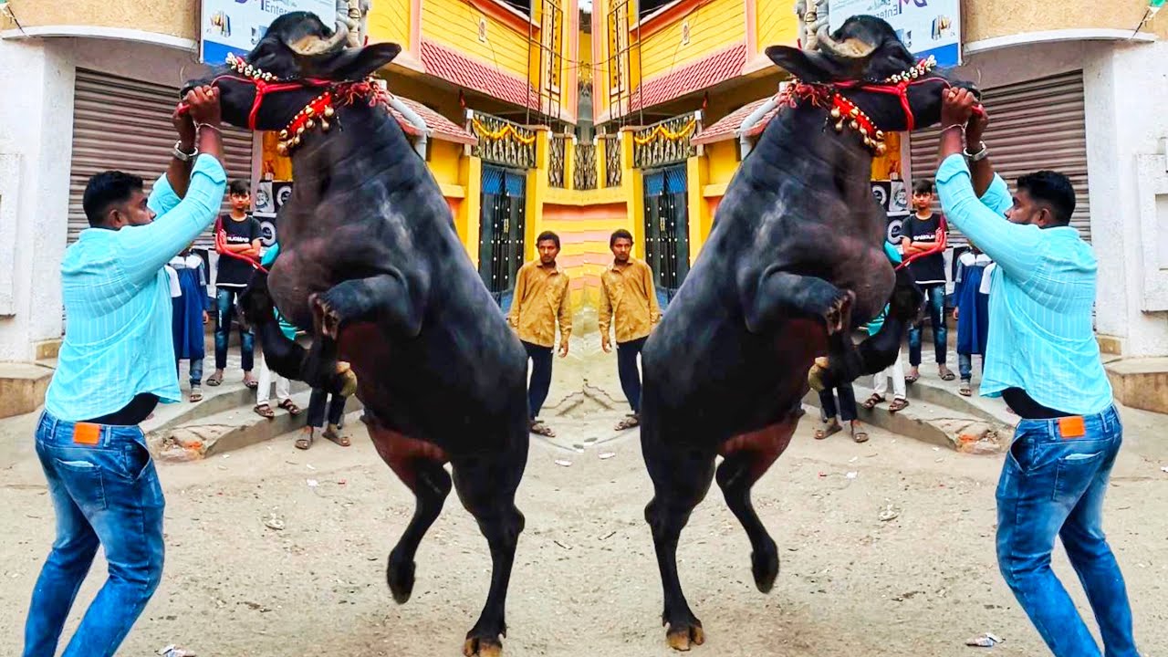 Gudise Family Sadar Sayatta 2024 | Gudise Sai Yadav | Khairatabad Sadar ...