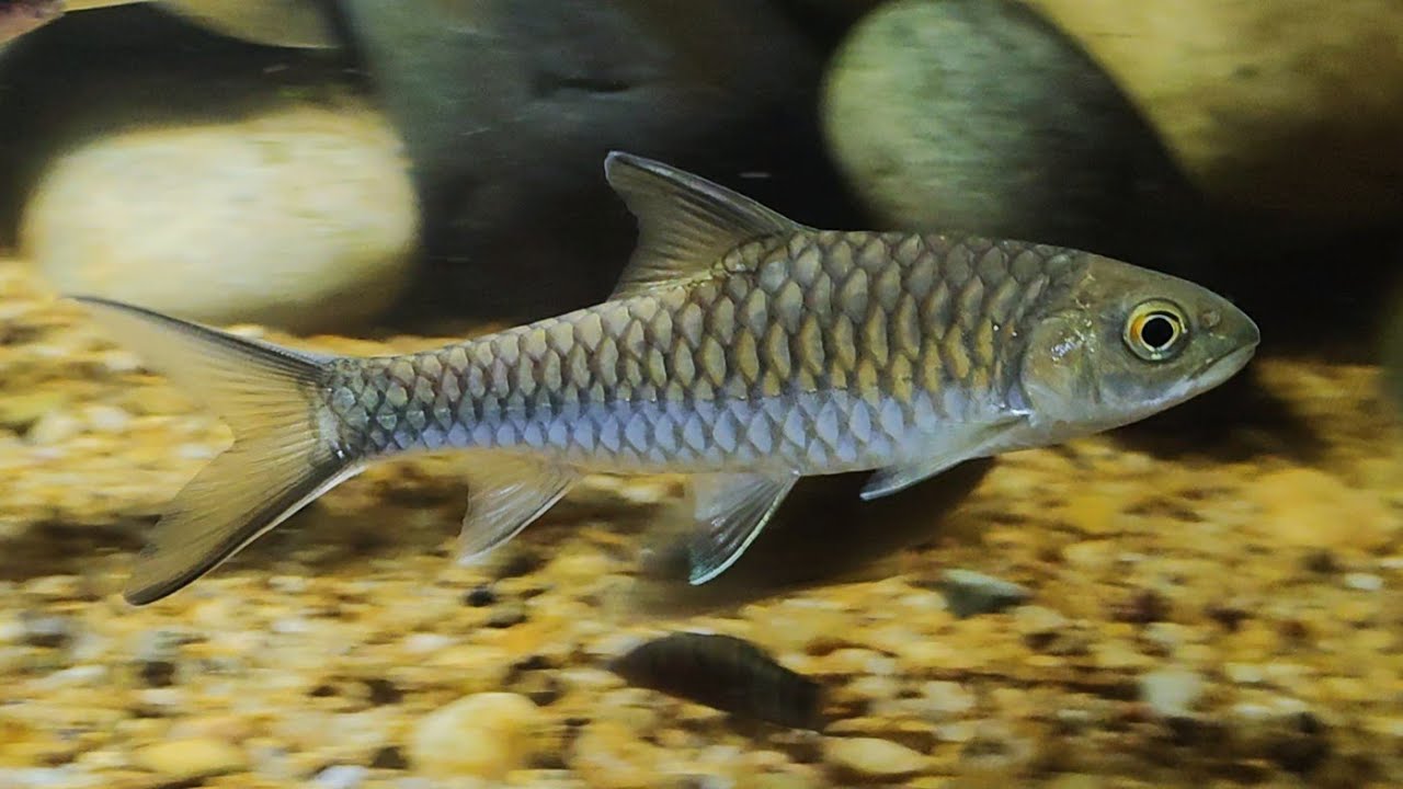 Neolissochilus hexagonolepis | Copper mahseer - YouTube