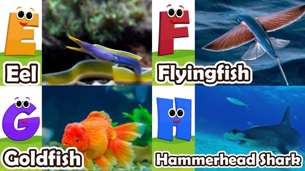 ABC phonics animals | ABC Sea Animals song | English and Animals for ...