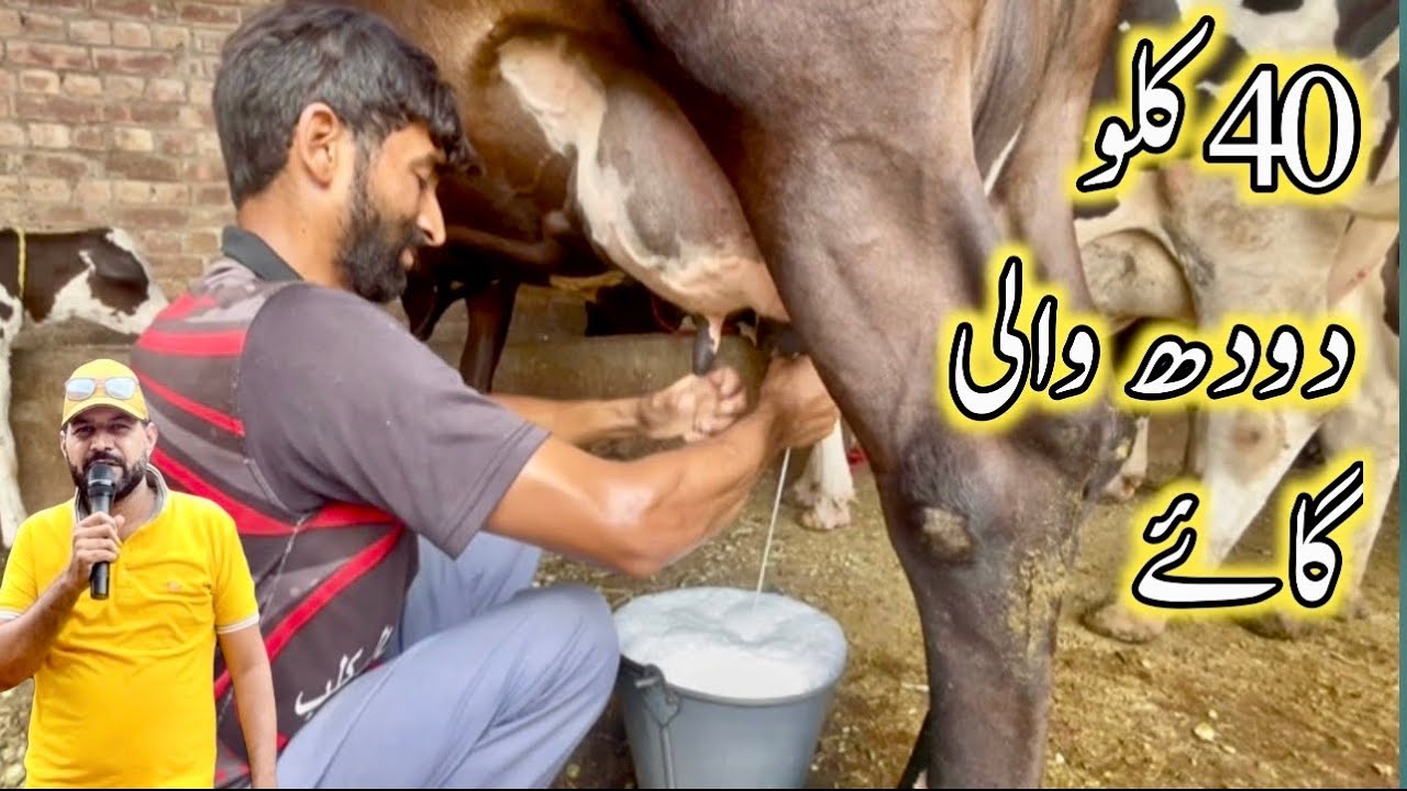 40 liter doodh dene wali cow | cow milking by hand | cow milk - YouTube