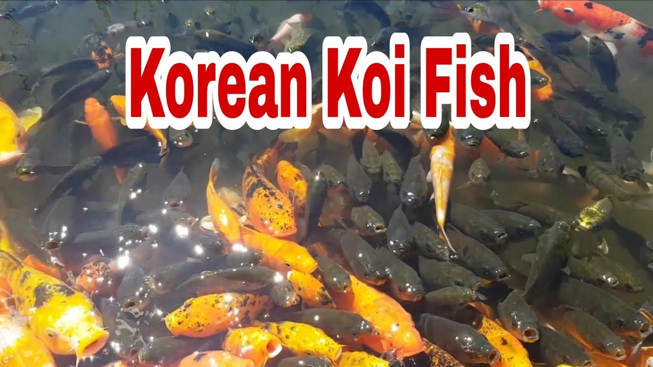Korean Koi Fish. - YouTube