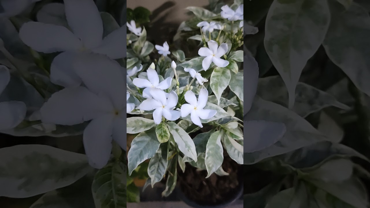 chandani flowers 🌼🌿 #beautyofnature #naturelovers - YouTube