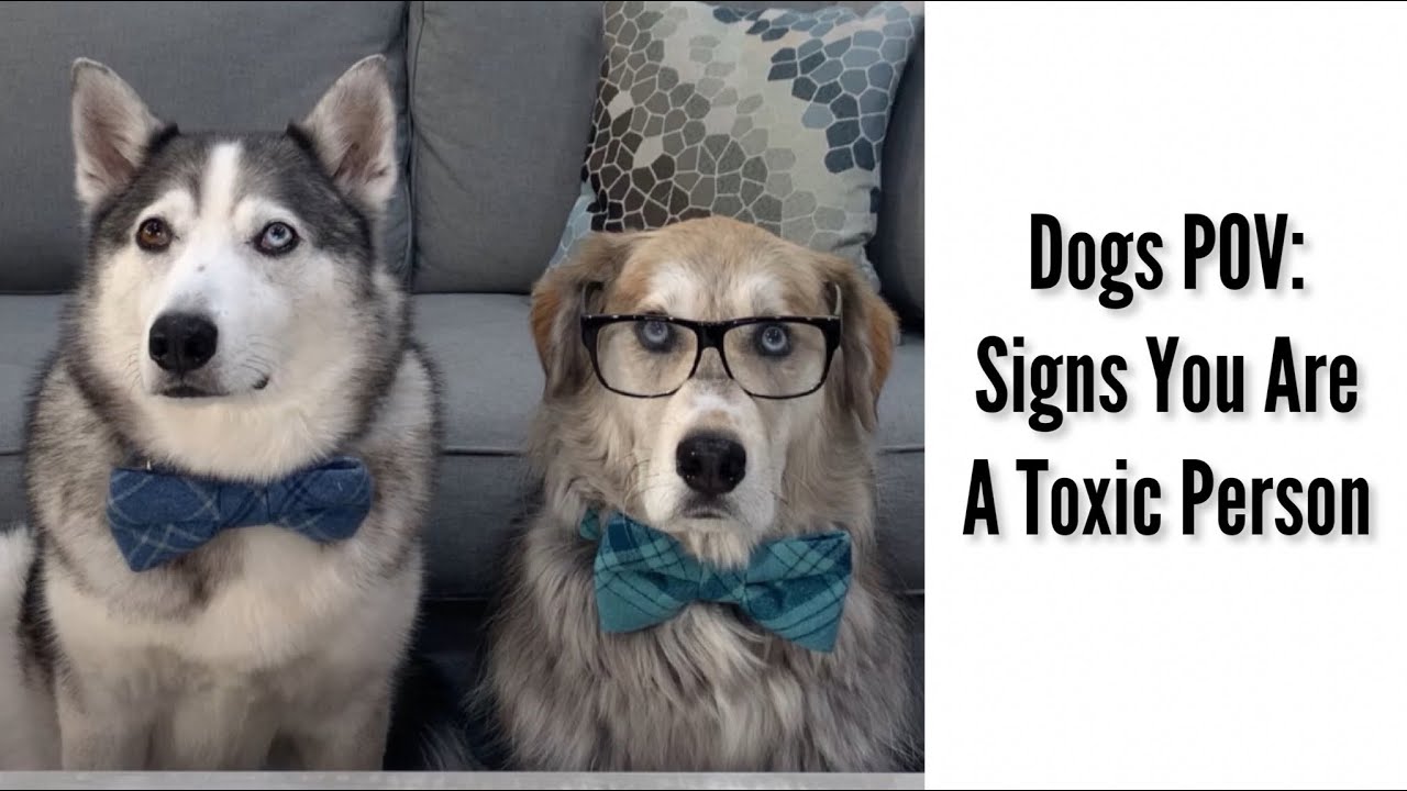 Dogs POV: Signs You’re A Toxic Person - YouTube