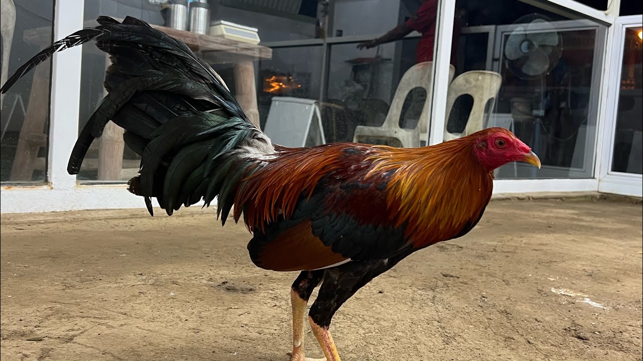 Sweater Boston Stag | Farm in Arayat | Oronce Brothers - YouTube