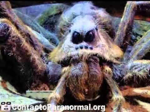 The possible existence of the Congolese giant spider - YouTube