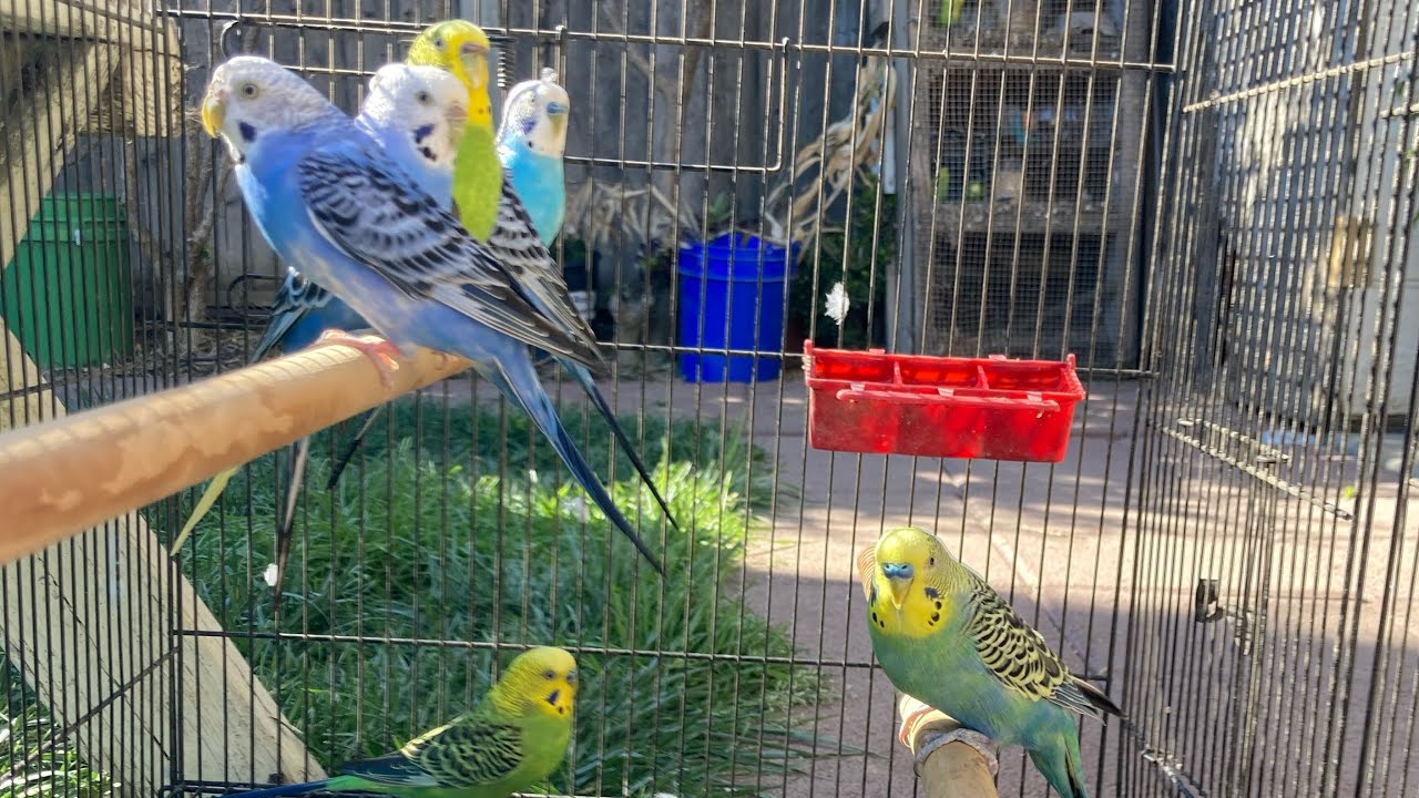 Parakeets Breeding Behavior/ Parakeet Aviary - YouTube