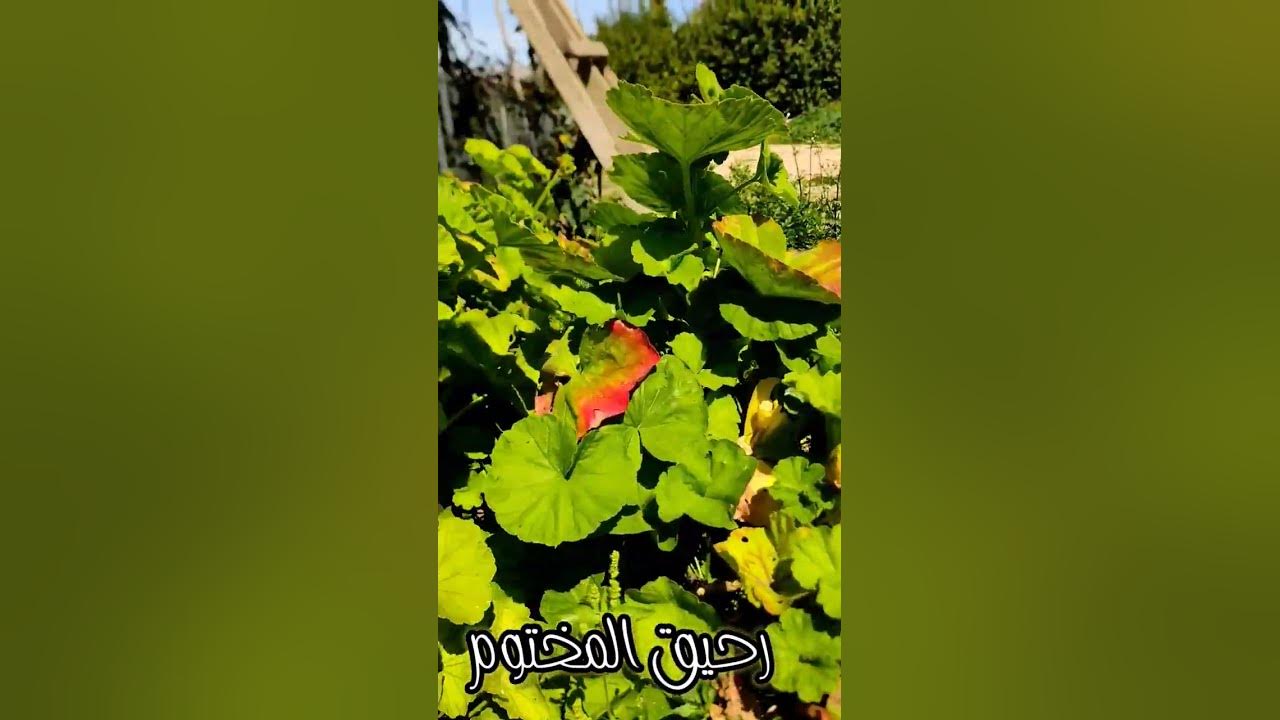 يَا أَيُّهَا الَّذِينَ آمَنُوا اتَّقُوا اللَّهَ وَقُولُوا قَوْلًا