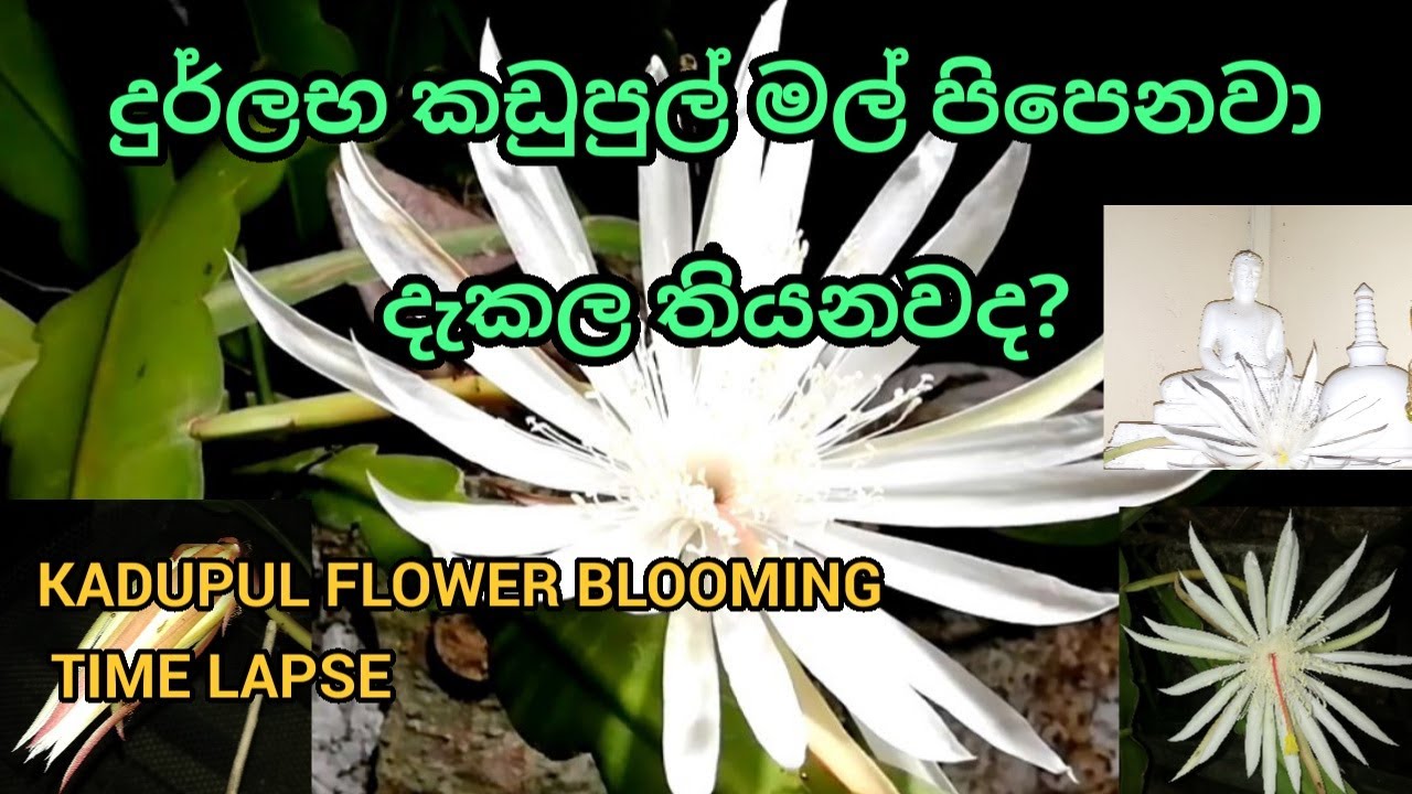 KADUPUL FLOWER BLOOMING TIME LAPSE| දුර්ලභ කඩුපුල් මල් පිපෙනවා දැකල ...