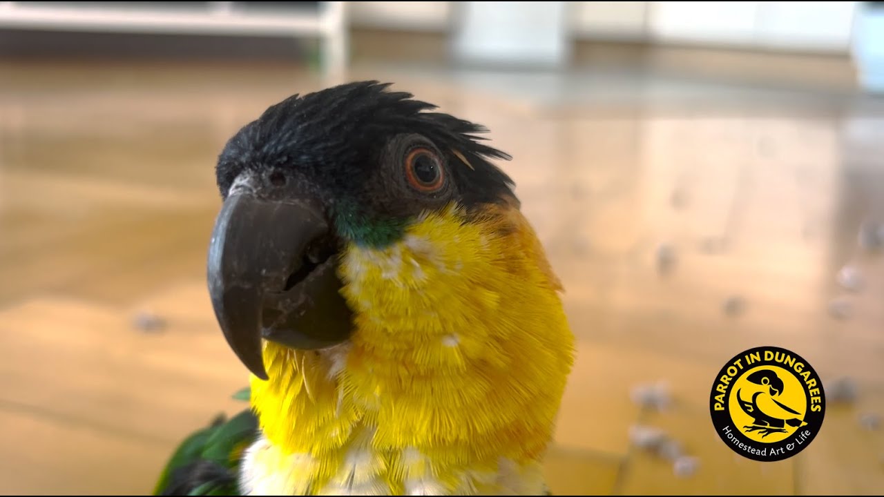 I love to make a mess ... #cute #love #parrot #animals #birds #funny ...